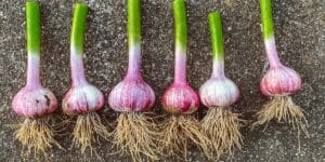 Garlic Marketplace - Australian Garlic Industry Assocation