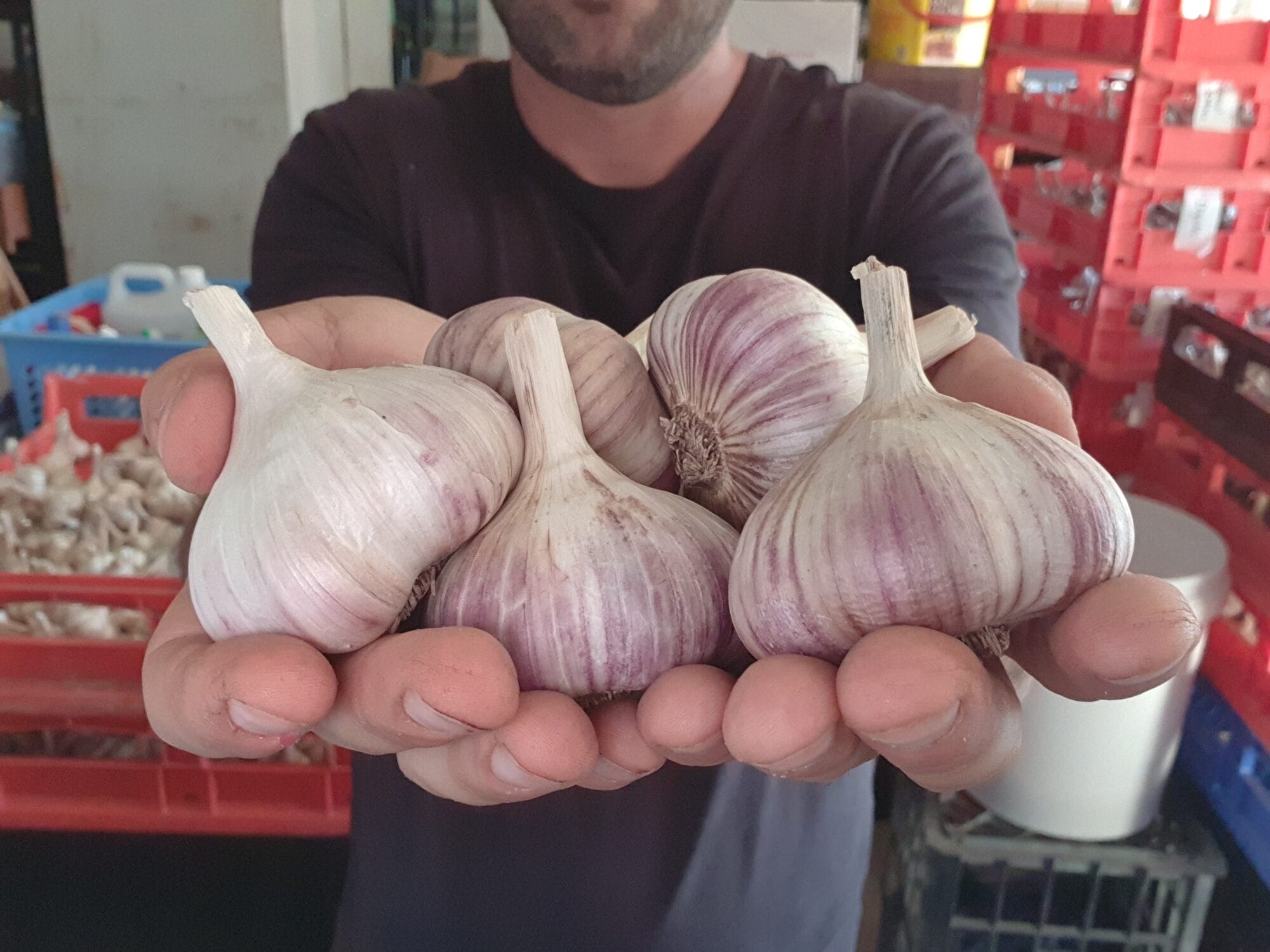 Garlic Marketplace - Australian Garlic Industry Assocation