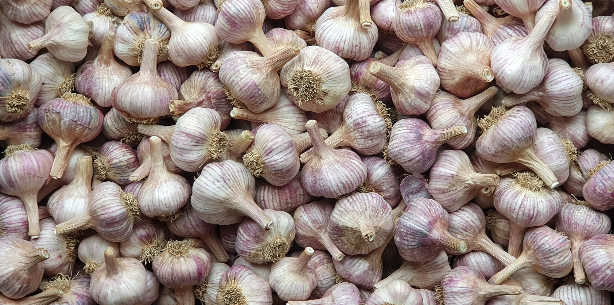 Garlic Marketplace - Australian Garlic Industry Assocation