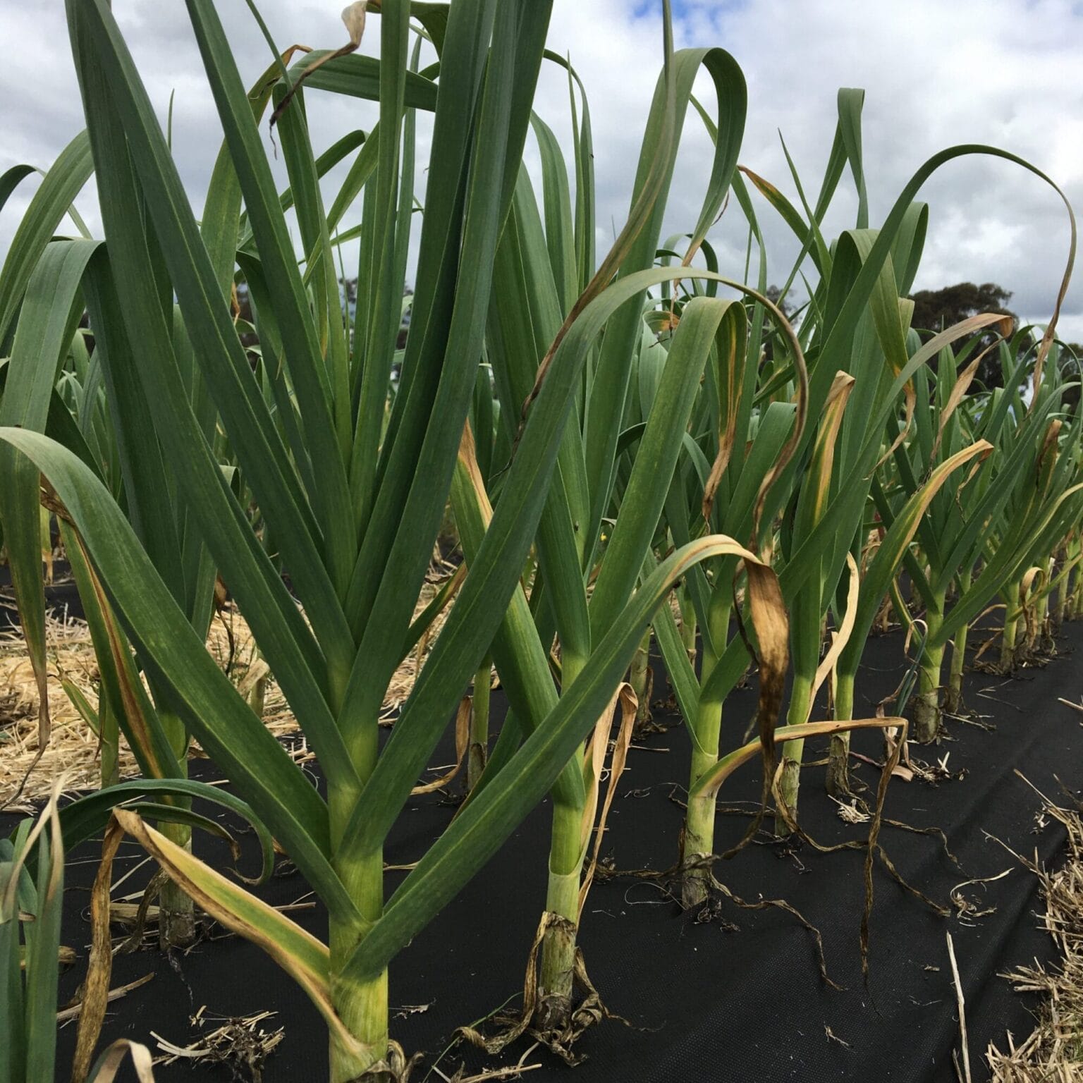 Garlic Marketplace - Australian Garlic Industry Assocation