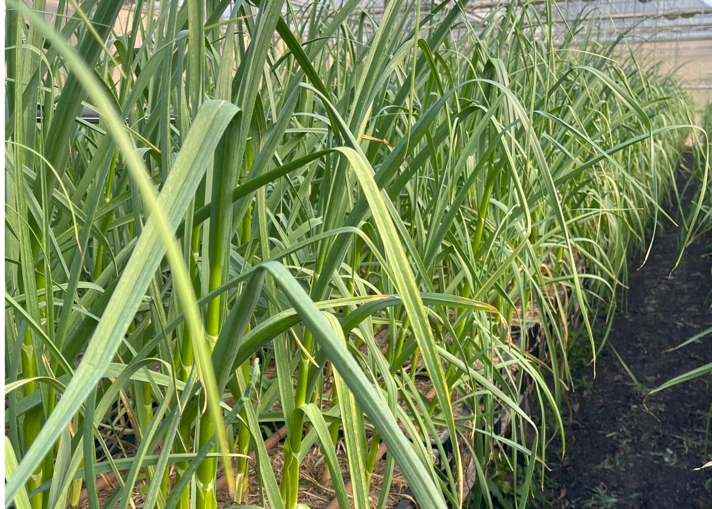Garlic Marketplace - Australian Garlic Industry Assocation