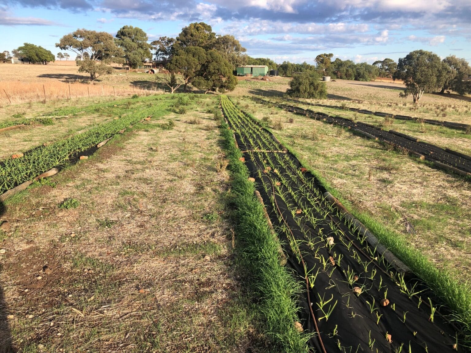 Garlic Marketplace - Australian Garlic Industry Assocation