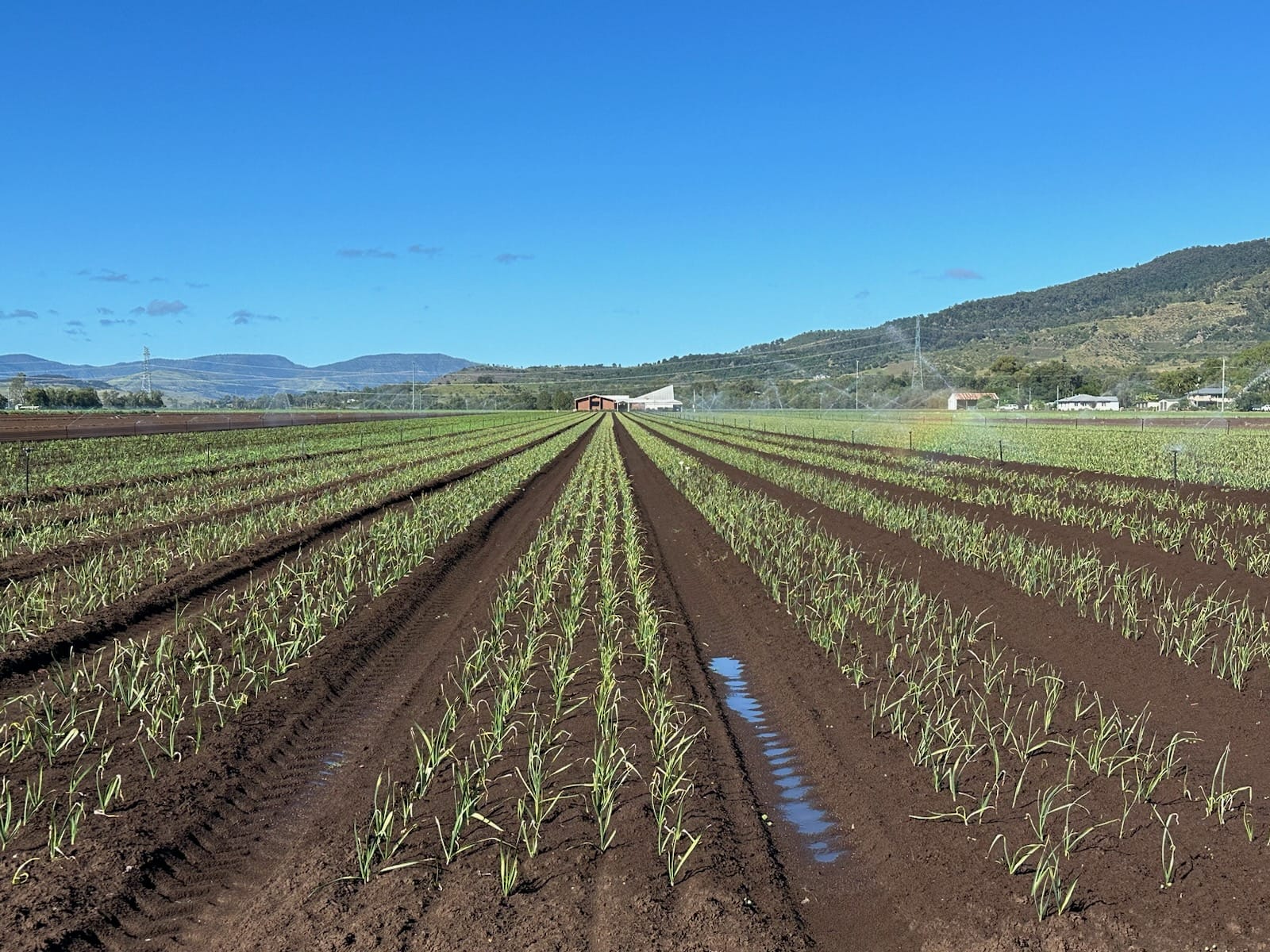 Garlic Marketplace - Australian Garlic Industry Assocation