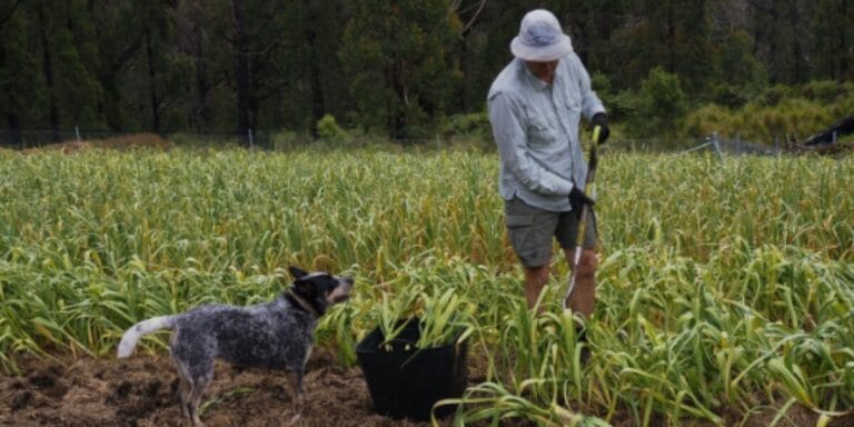 Garlic Marketplace - Australian Garlic Industry Assocation